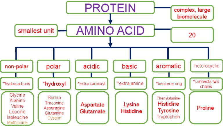 Smallest Unit 20: Complex, Large Biomolecule | PDF