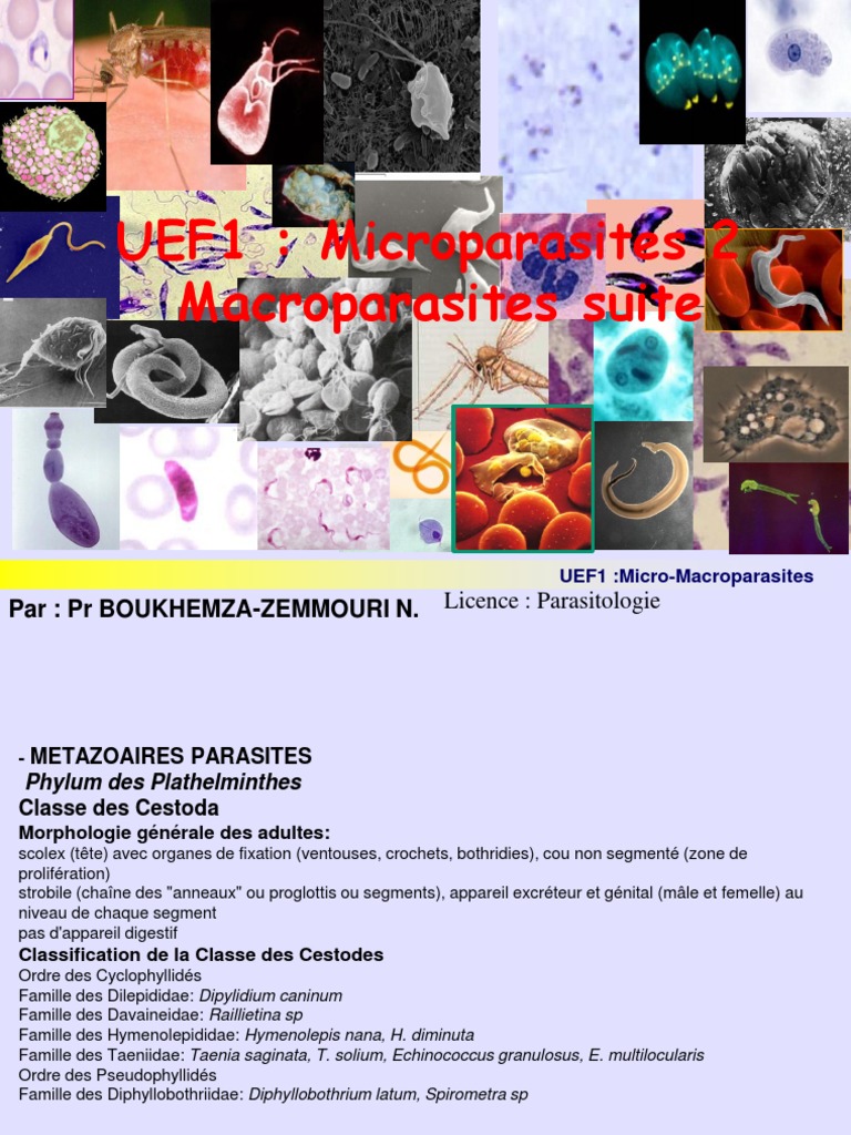 Biologie des Macroparasites Cestodes | PDF | Parasitologie ...