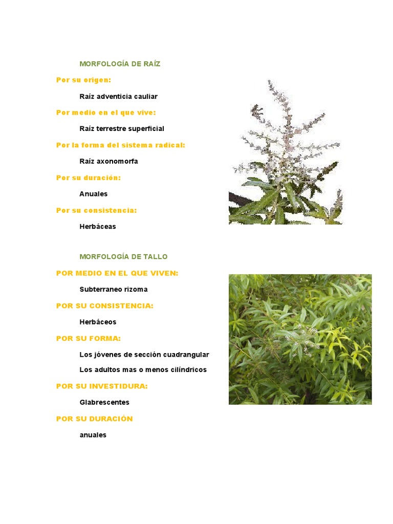 MORFOLOGÍA DE La Hierba Luisa | PDF
