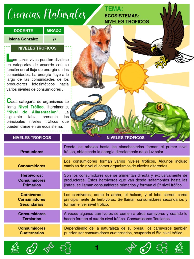 Taller Ciencias Naturales - Grado 7º - Ecosistemas Nivles Troficos ...