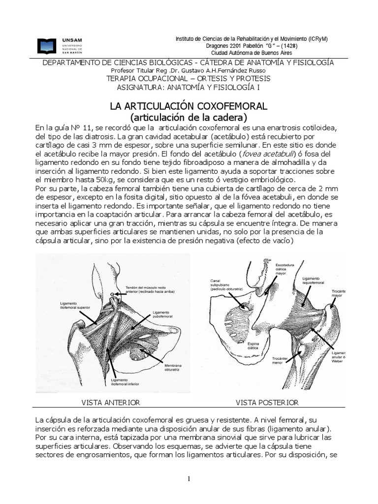 Articulacion Coxofemoral | PDF | Articulación | Trombo