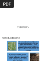 Monografia Del Centeno (Secale Cereale L.) | PDF | Plantas | Comida y bebida