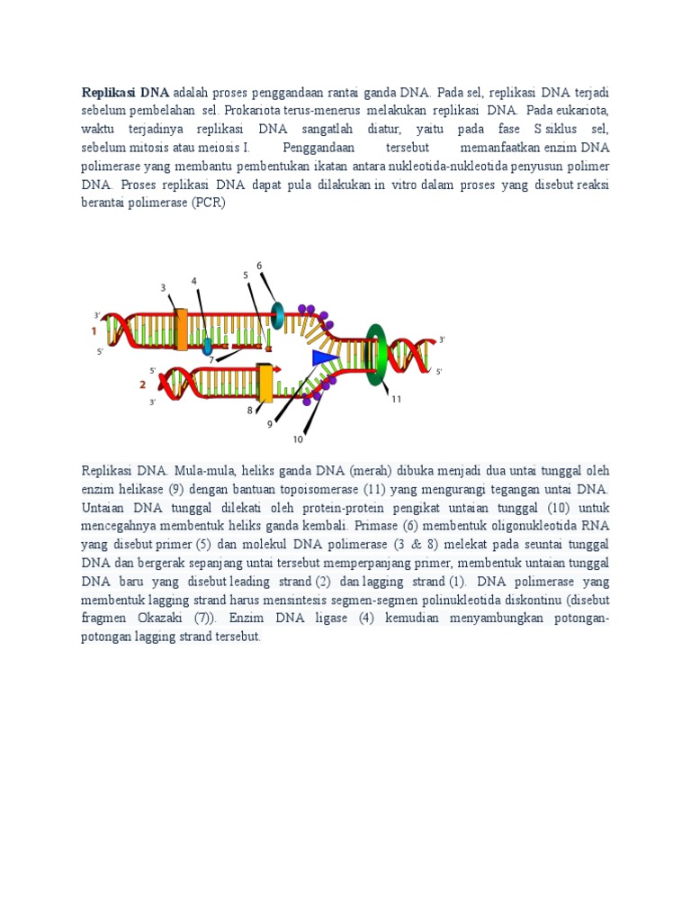 Proses dan Tahapan Replikasi DNA | PDF | Kajian Bahasa Asing