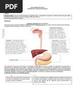Digestión: Bolo, Quimo y Quilo | PDF | Digestión | Tracto gastrointestinal