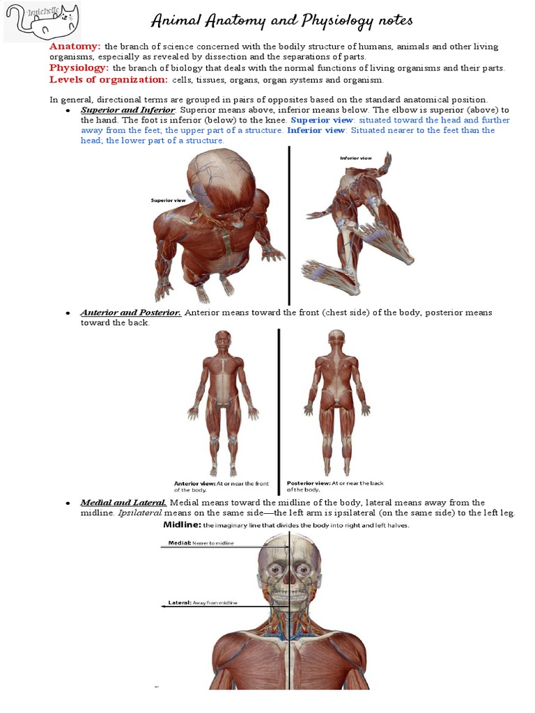 Basic Anatomy Notes | PDF | Anatomical Terms Of Location | Abdomen