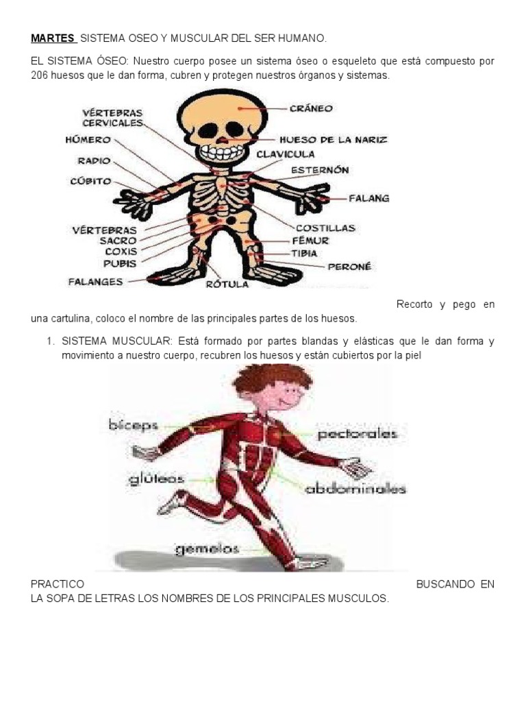 Sistema Óseo y Muscular para Niños | PDF | Salud y bienestar