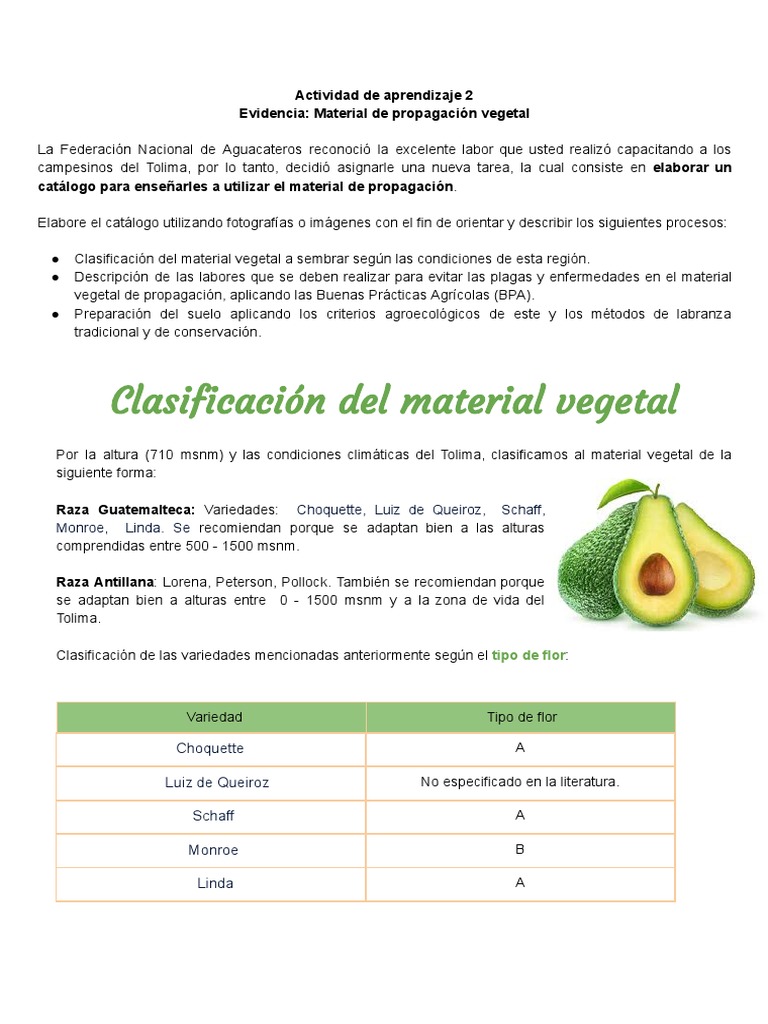 Guía de Propagación de Aguacate | PDF | Aguacate | Suelo