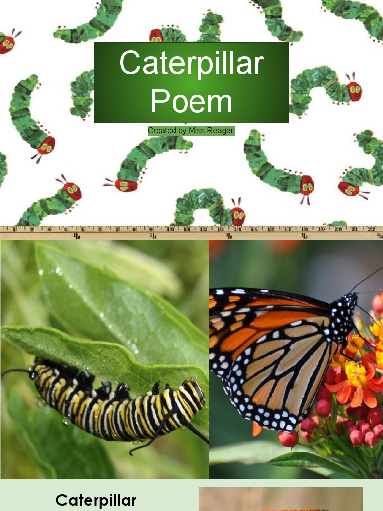 Caterpillar Poem | PDF | Butterfly | Organisms