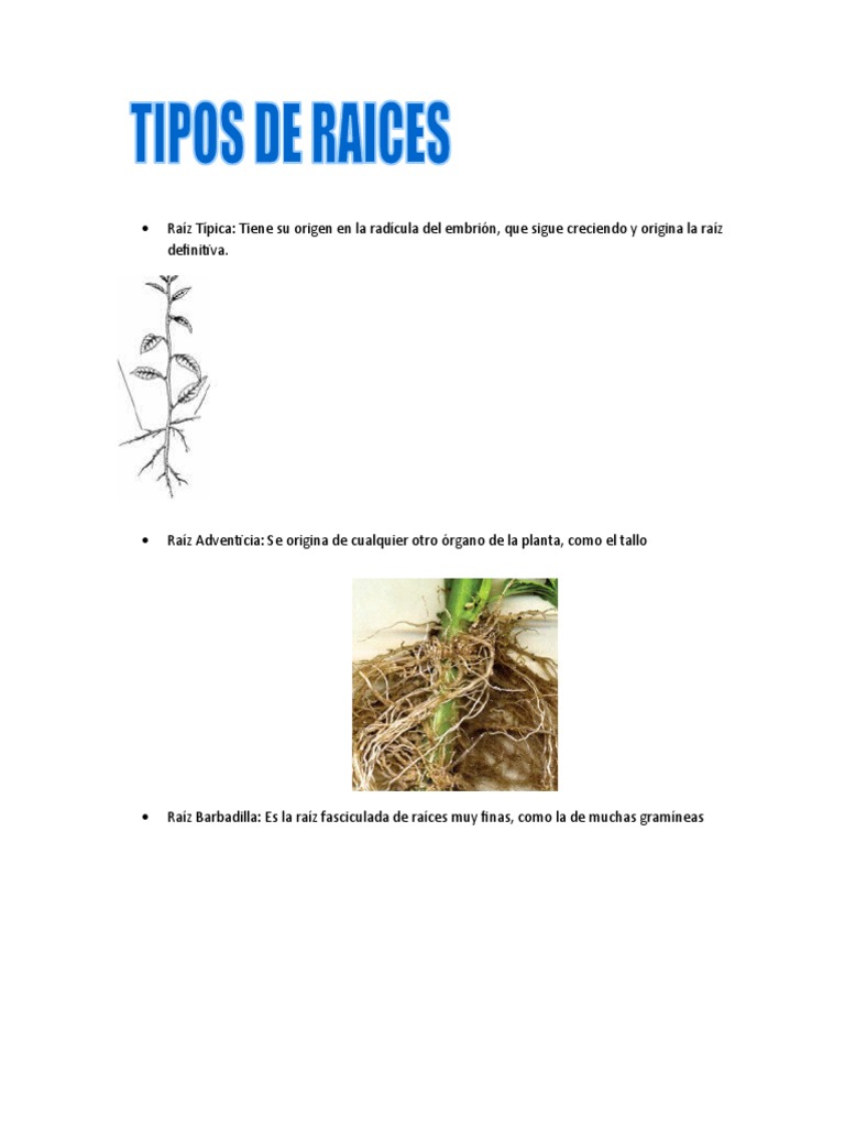 Tipos de Raíz | PDF | Hogar, jardinería y bricolaje