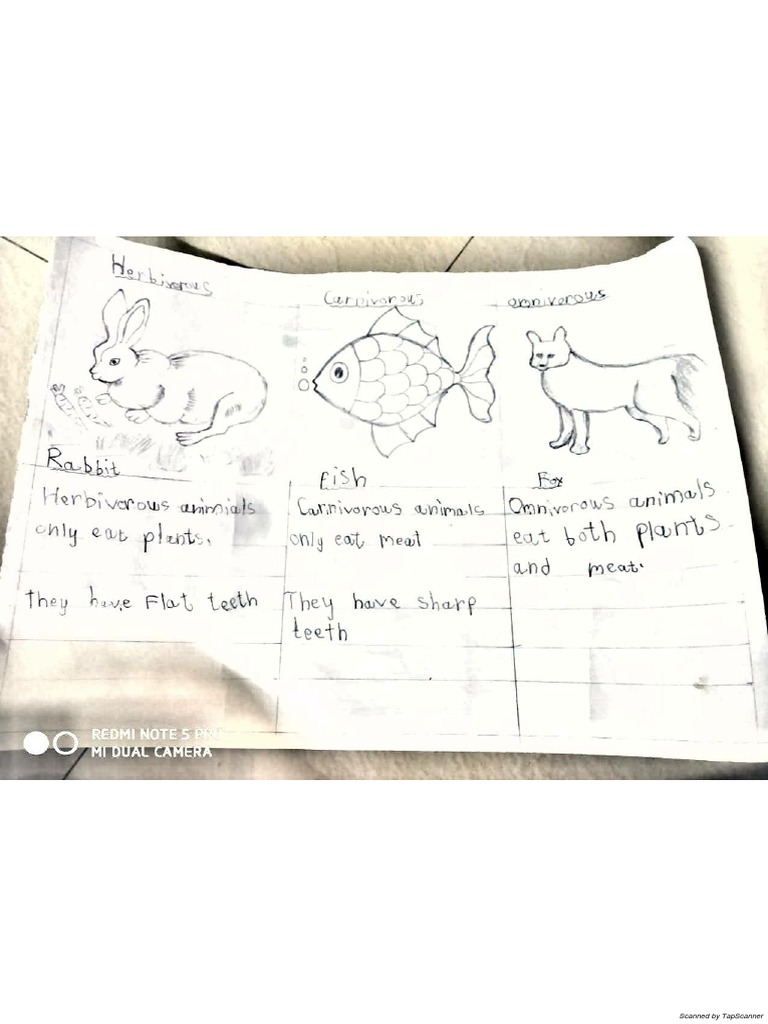 Animal History | PDF