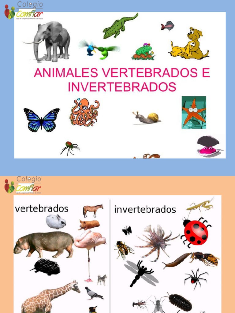 Vertebrados E Invertebrados