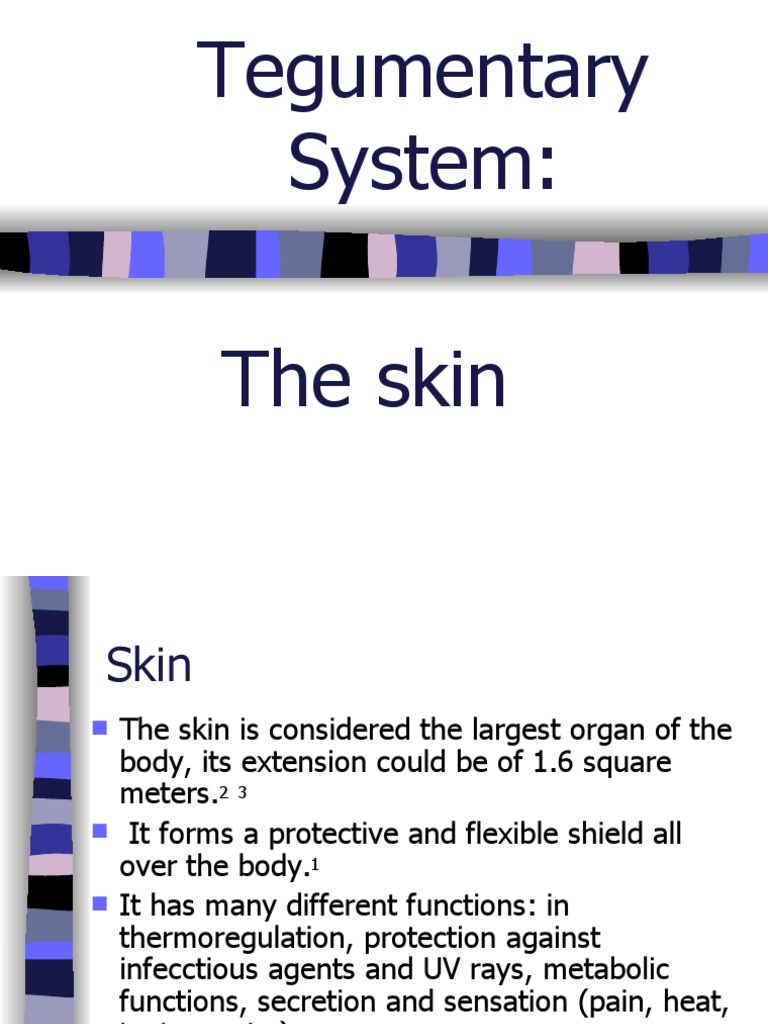 Tegumentary System: The Skin | PDF | Melanoma | Skin Cancer
