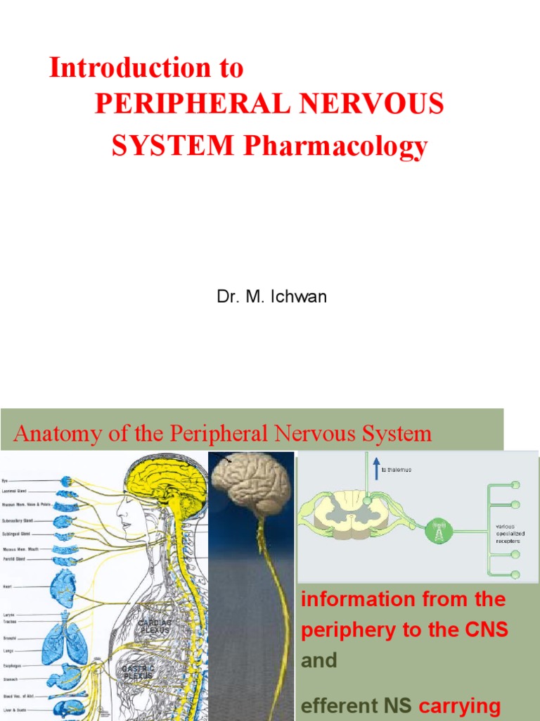 Introduction To Peripheral Nervous System Pharmacology: Dr. M. Ichwan ...
