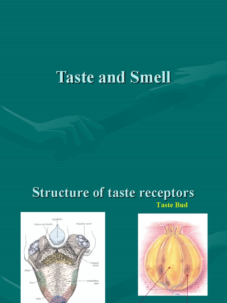 Taste and Smell | PDF | Taste | Olfaction