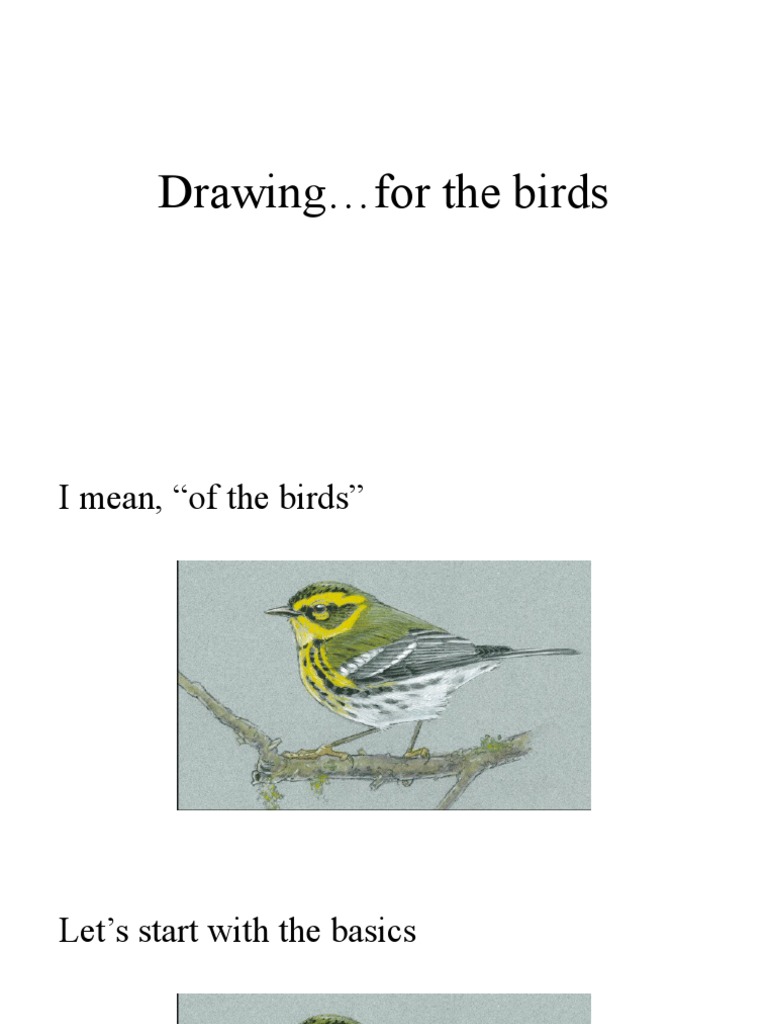 Drawing A Bird | PDF