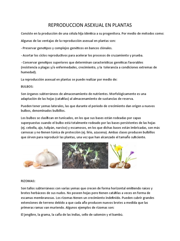 REPRODUCCION AXESUAL EN PLANTAS Terminado 1 | PDF | Bulbo | Tallo de la ...