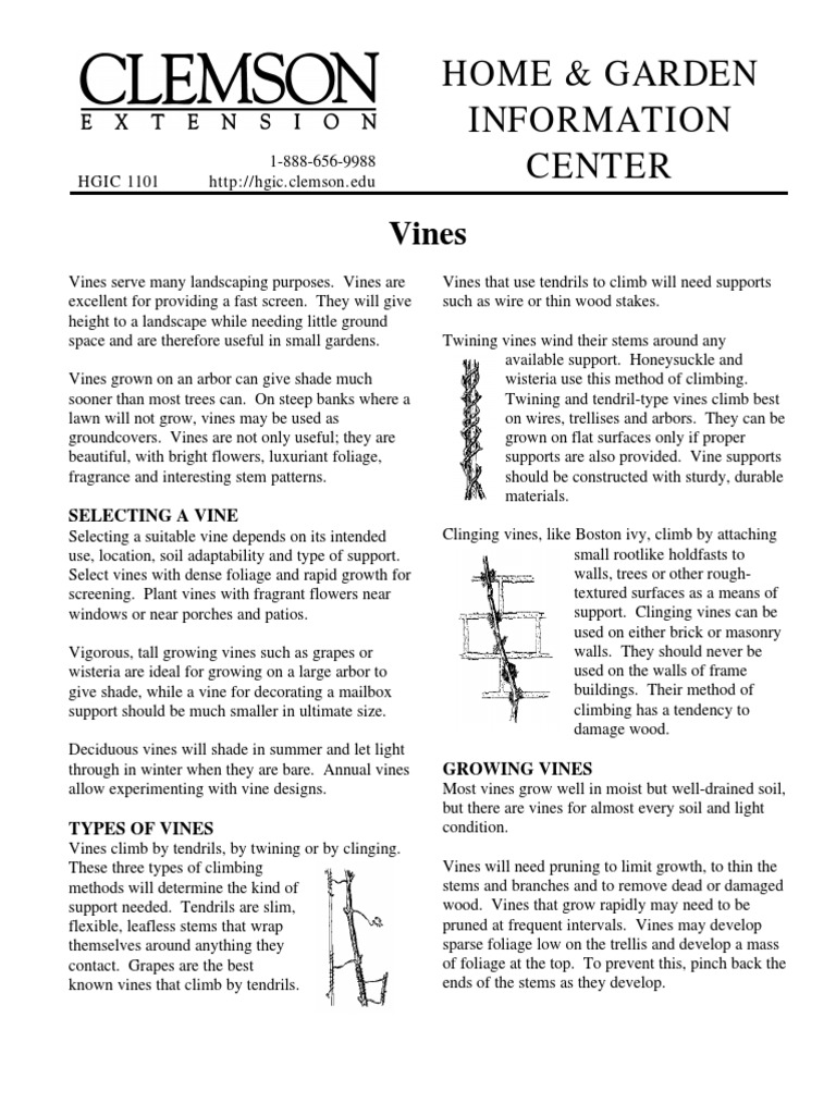 Essential Guide to Landscaping Vines | PDF | Plant Life Form | Organisms