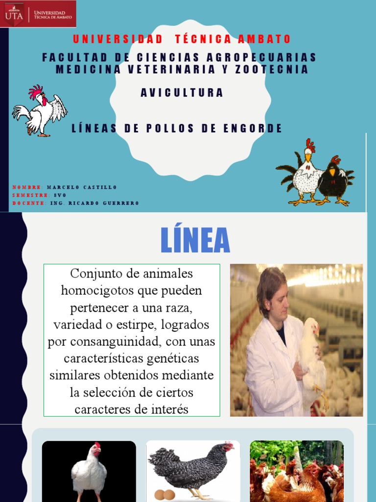 Linea de Pollos de Engorde | PDF | Parrilla | Carne