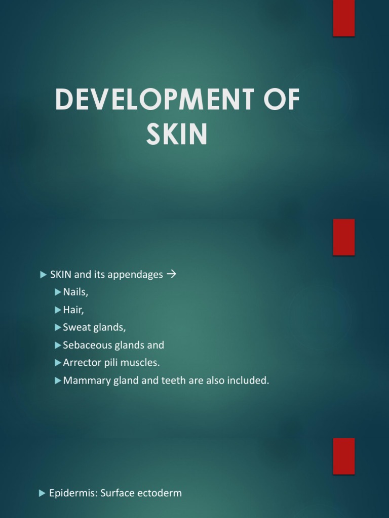 Development of Skin PDF | PDF