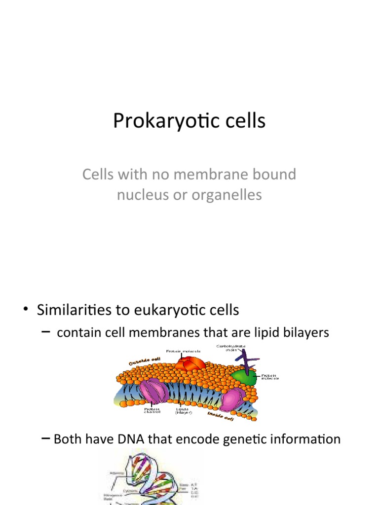 Prokaryotic Cells Power Point | PDF | Cell (Biology) | Bacteria