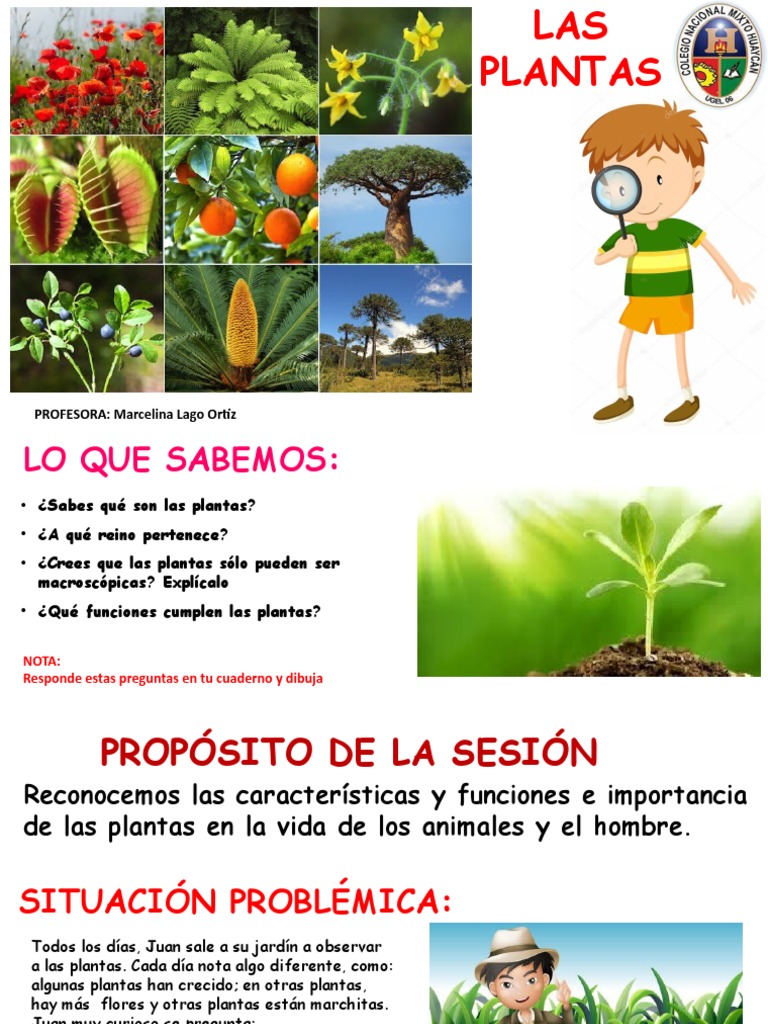 Sesión N°18 CT Primero Las Plantas Características y Funciones | PDF