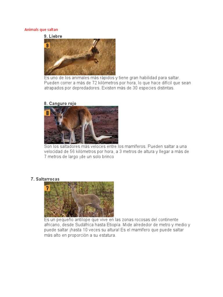 Animales que saltan: ejemplos y datos | PDF | Murciélago | Mamíferos