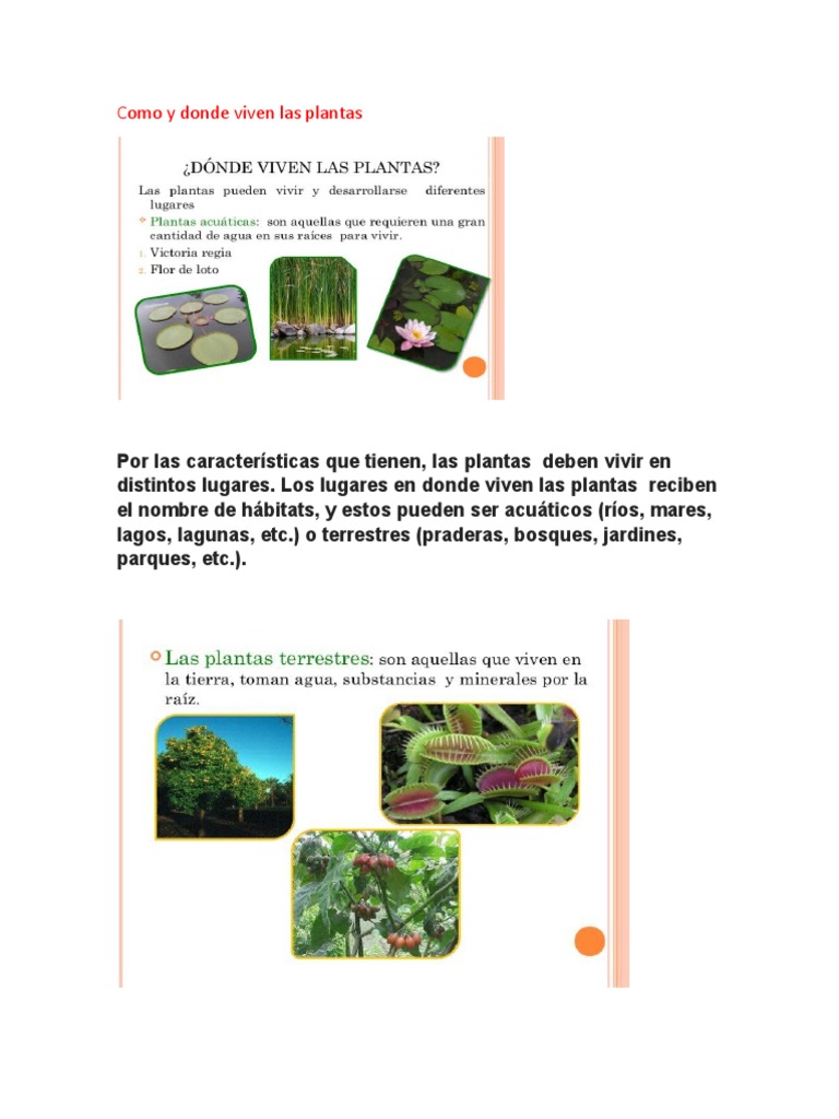 Como y Donde Viven Las Plantas | PDF | Plantas | Arboles