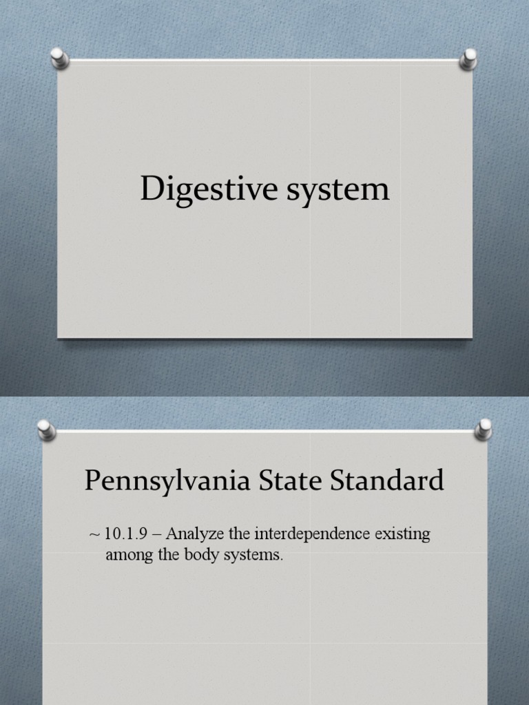 6th Class Digestive System | PDF | Human Digestive System ...