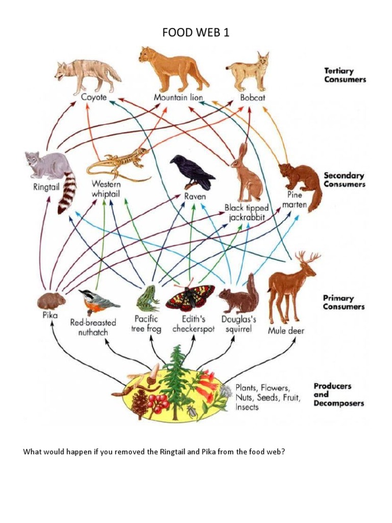 Food Web 1: What Would Happen If You Removed The Ringtail and Pika From ...