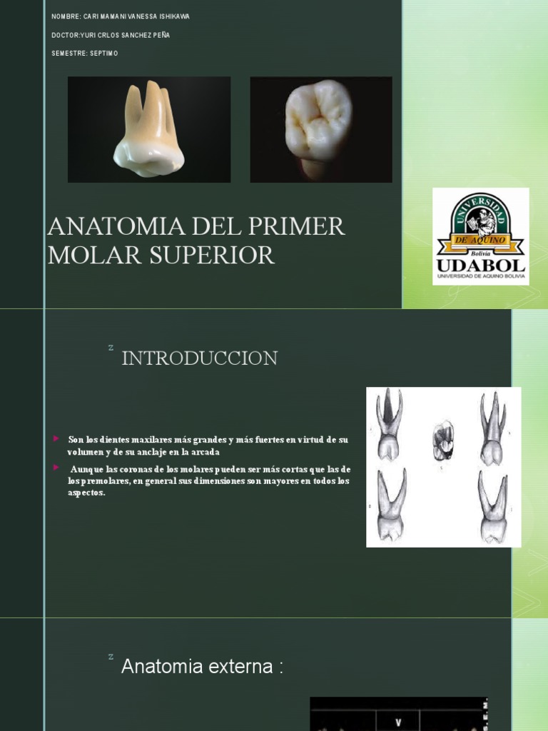 Anatomía del Primer Molar Superior | PDF | Boca | Salud y bienestar