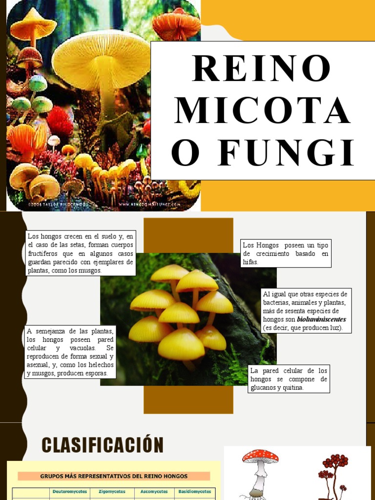 Reino Fungi | Descargar gratis PDF | Espora | Hongo