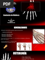 Músculo Primer Radial Externo | PDF | Ciencia y matemáticas