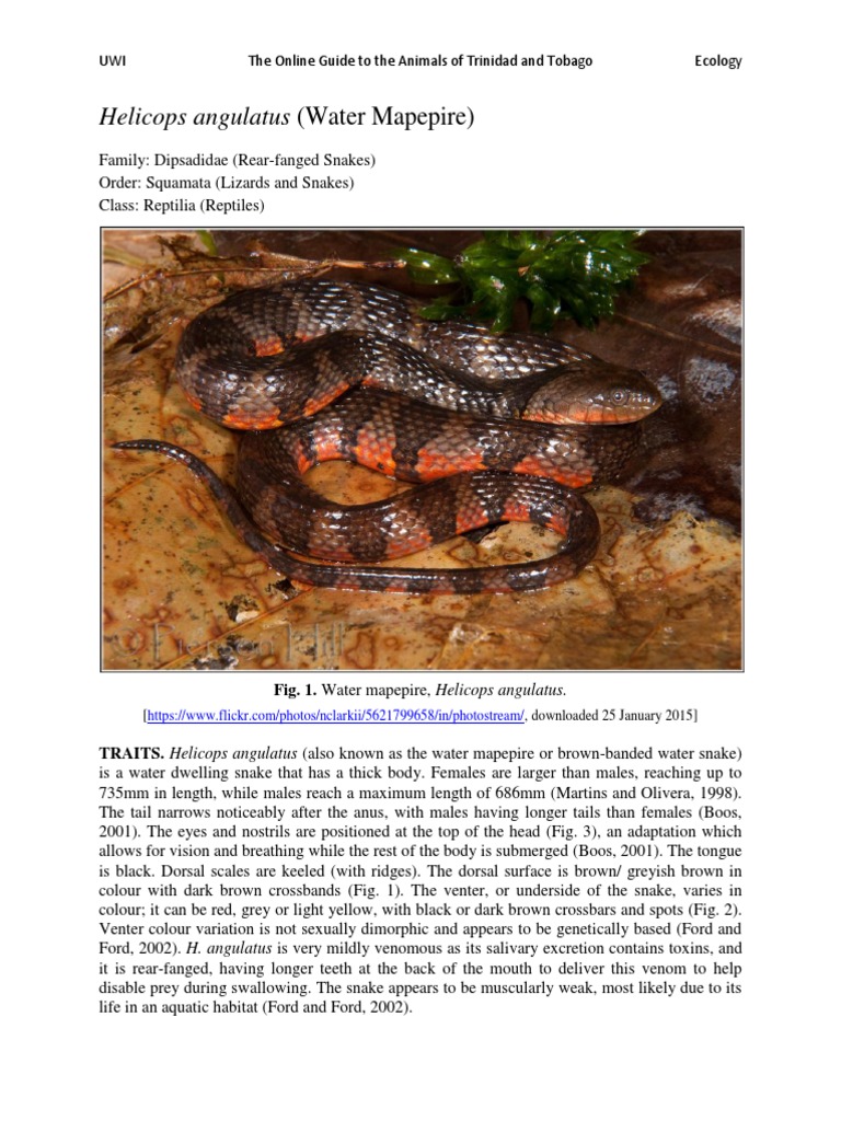 Helicops - Angulatus - Water Mapepire | PDF | Snake | Predation