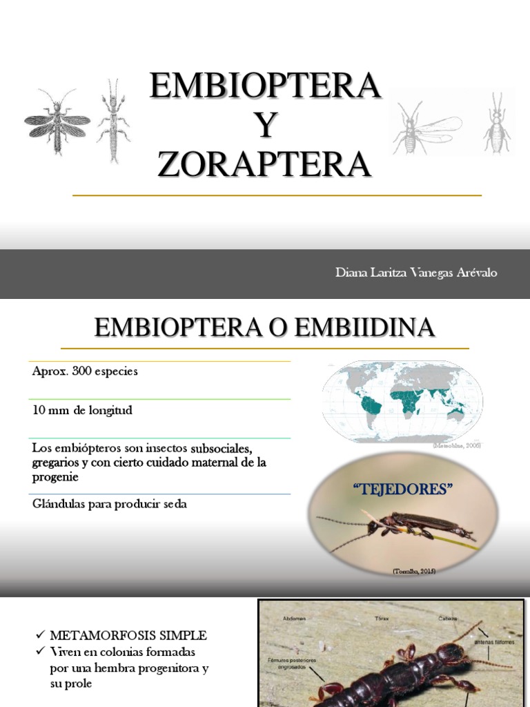 Embioptera y Zoraptera | PDF | Hexapoda | Artrópodos