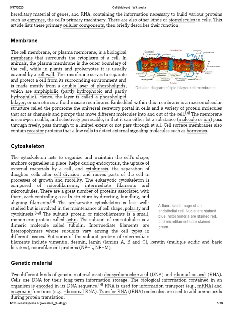 Cell (Biology) - Wikipedia 5 | PDF | Cytoskeleton | Cell (Biology)