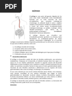 Anatomia, Irrigacion, Inervación Del Esofago y Estomago | PDF ...