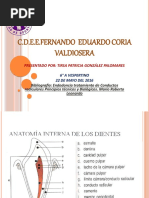 Clasificacion de Vertucci | PDF | Diente | Anatomia dental