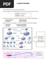 Esquema Proceso Gametogénesis Detallado | PDF | Mitosis | Sistema reproductivo
