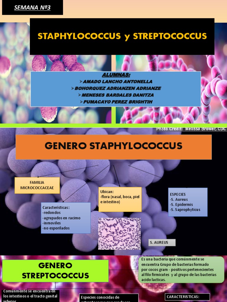 STAPHYLOCOCCUS y STREPTOCOCCUS | PDF
