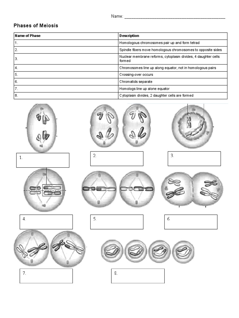 Phases of Meiosis Overview | PDF | Wellness