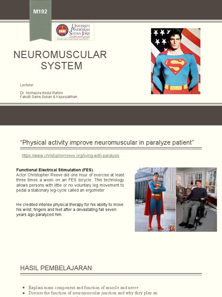 Neuromuscular System & Exercise | PDF | Myocyte | Muscle Contraction