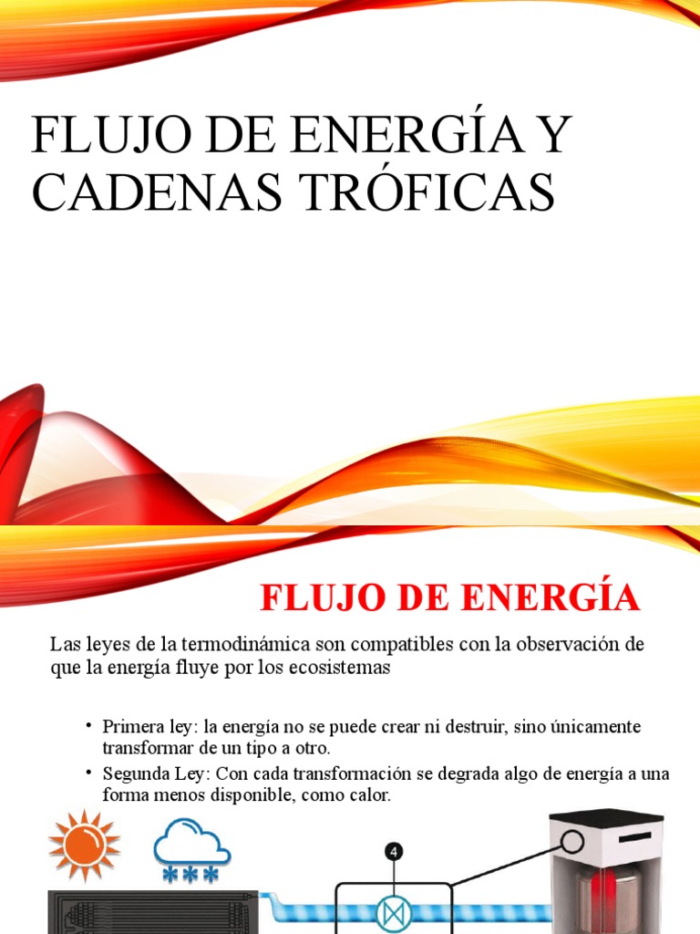 Flujo de Energía y Cadenas Alimentarias | PDF | Red alimentaria | Ecología