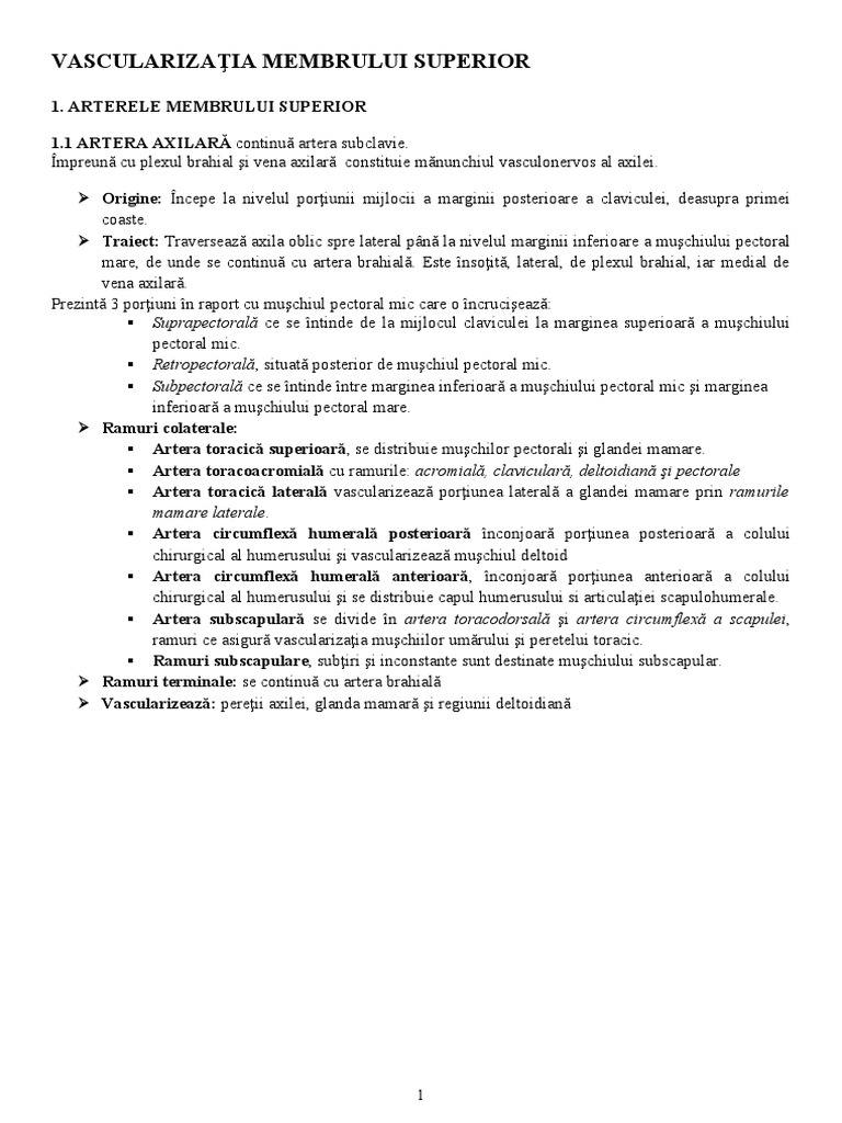 Anatomie AMG 1 | PDF