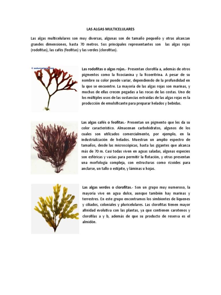 LAS ALGAS MULTICELULARES Informe | PDF