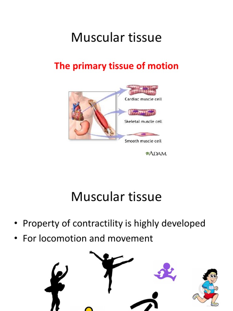 HH9 - MUSCLE TISSUE-notes | PDF