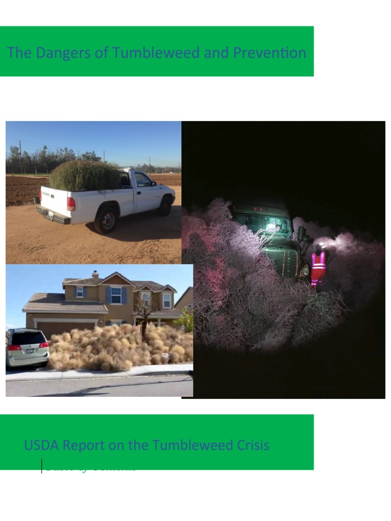 The Dangers of Tumbleweed and Prevention | PDF | Plants | Agriculture