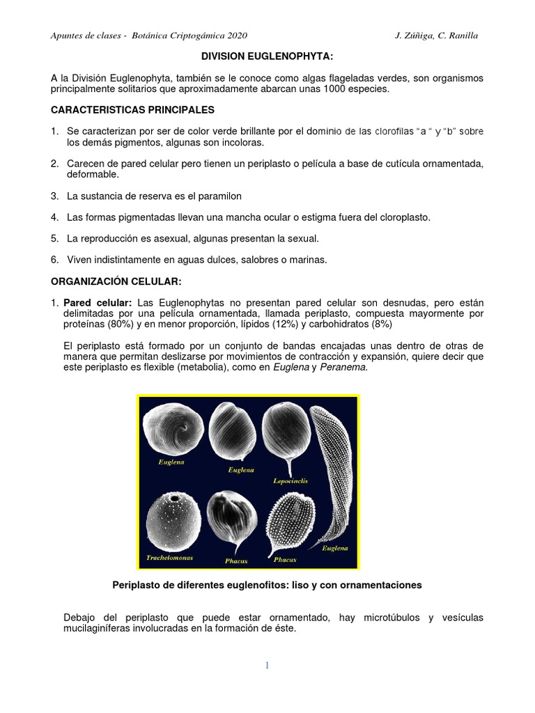 Euglenophyta Pyrrophyta PDF | PDF | Biología | Organismos