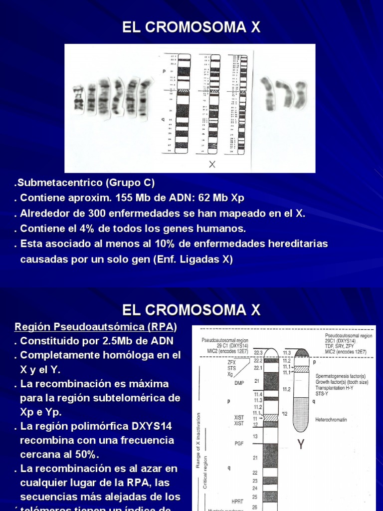 El Cromosoma X | PDF | Gene | Cromosoma