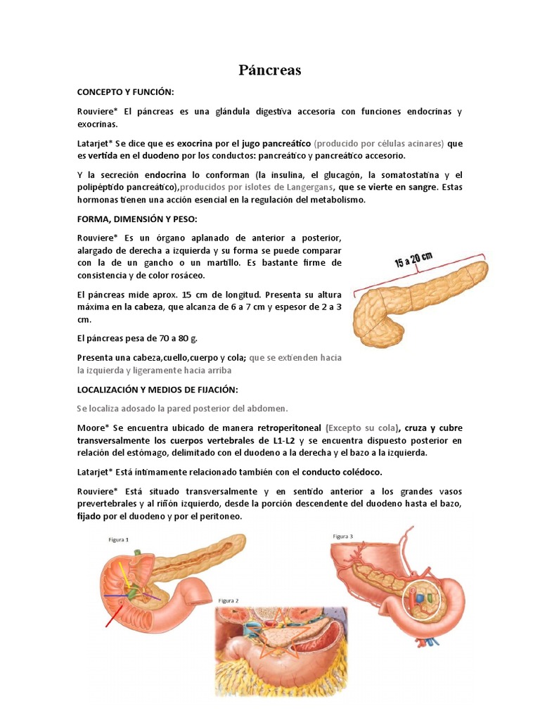 Páncreas Anatomía | PDF | Morfología (biología) | Anatomía