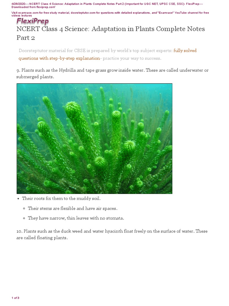 Aquatic Plant Adaptations for Class 4 | PDF | Foreign Language Studies ...